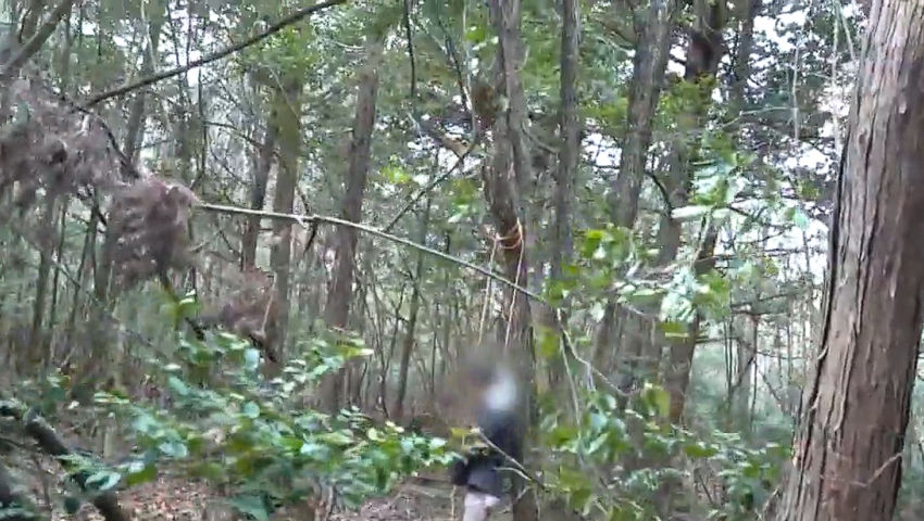 LiveLeak - Logan Paul Suicide Forest Video (Best quality) - GoreSee ...