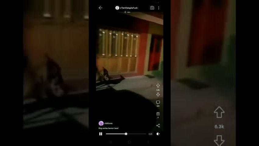 what da dog doin 3 - GoreSee - Death is Watching over You